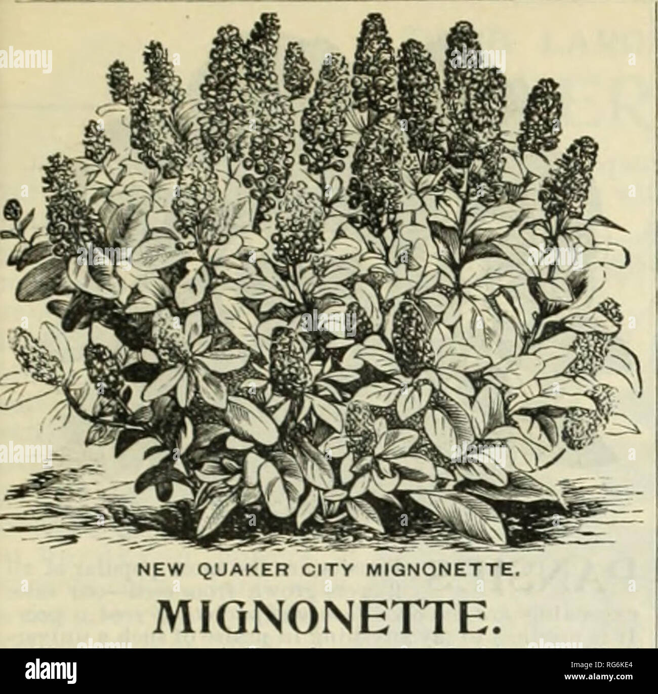 Darlina hi-res stock photography and images - Alamy