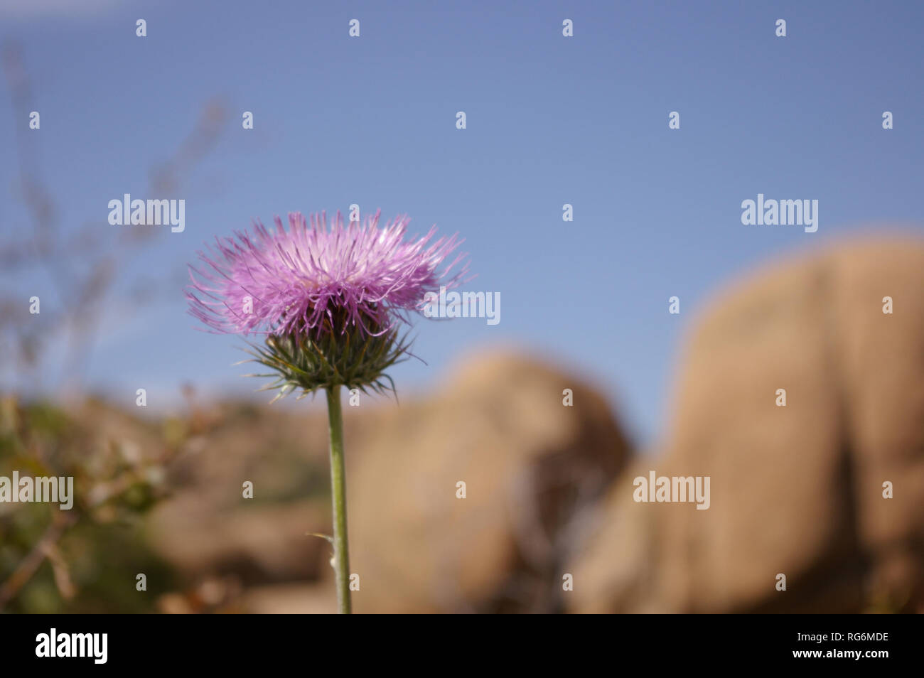 Desert thistle hi-res stock photography and images - Alamy