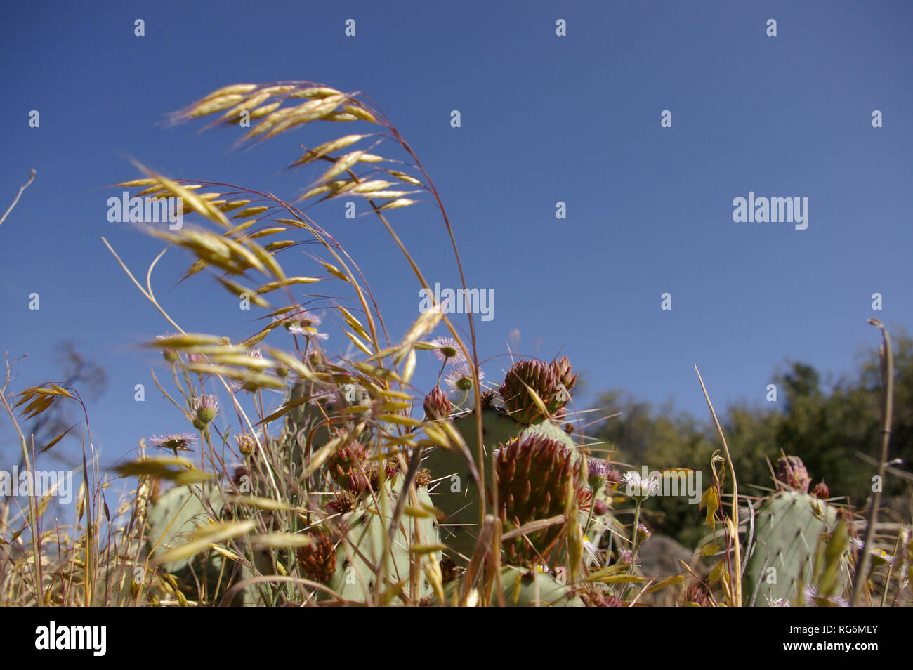 Mixed desert vegetation including Prickly Pear cactus (Opuntia species ...