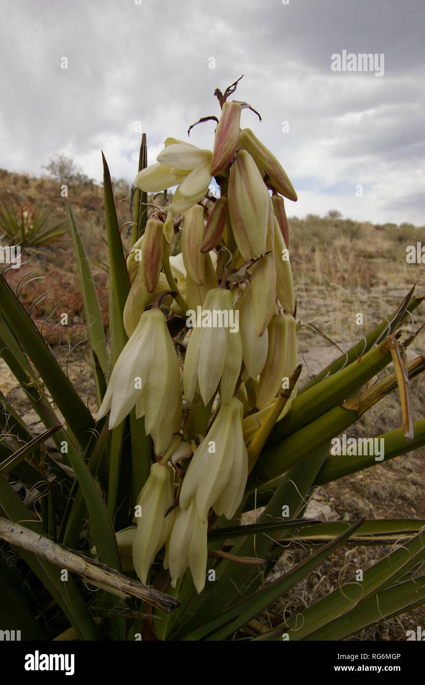 Yucca Flower Close Up High Resolution Stock Photography and Images - Alamy