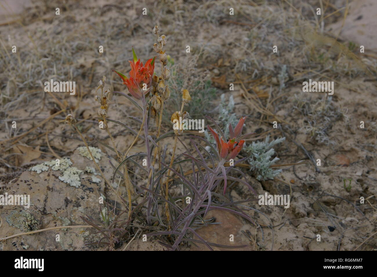 Indian Paintbrush flower (Castilleja species) in situ Stock Photo - Alamy