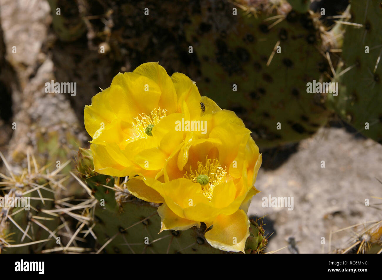Opuntia species hi-res stock photography and images - Alamy