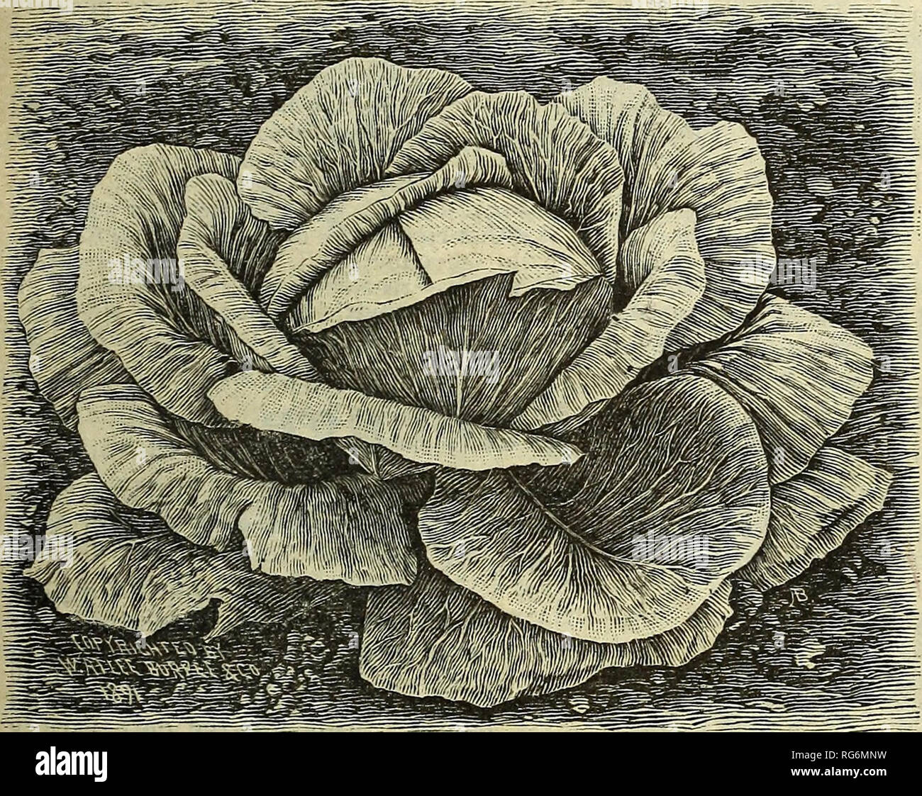 Burpees farm annual best seeds hi-res stock photography and images - Alamy