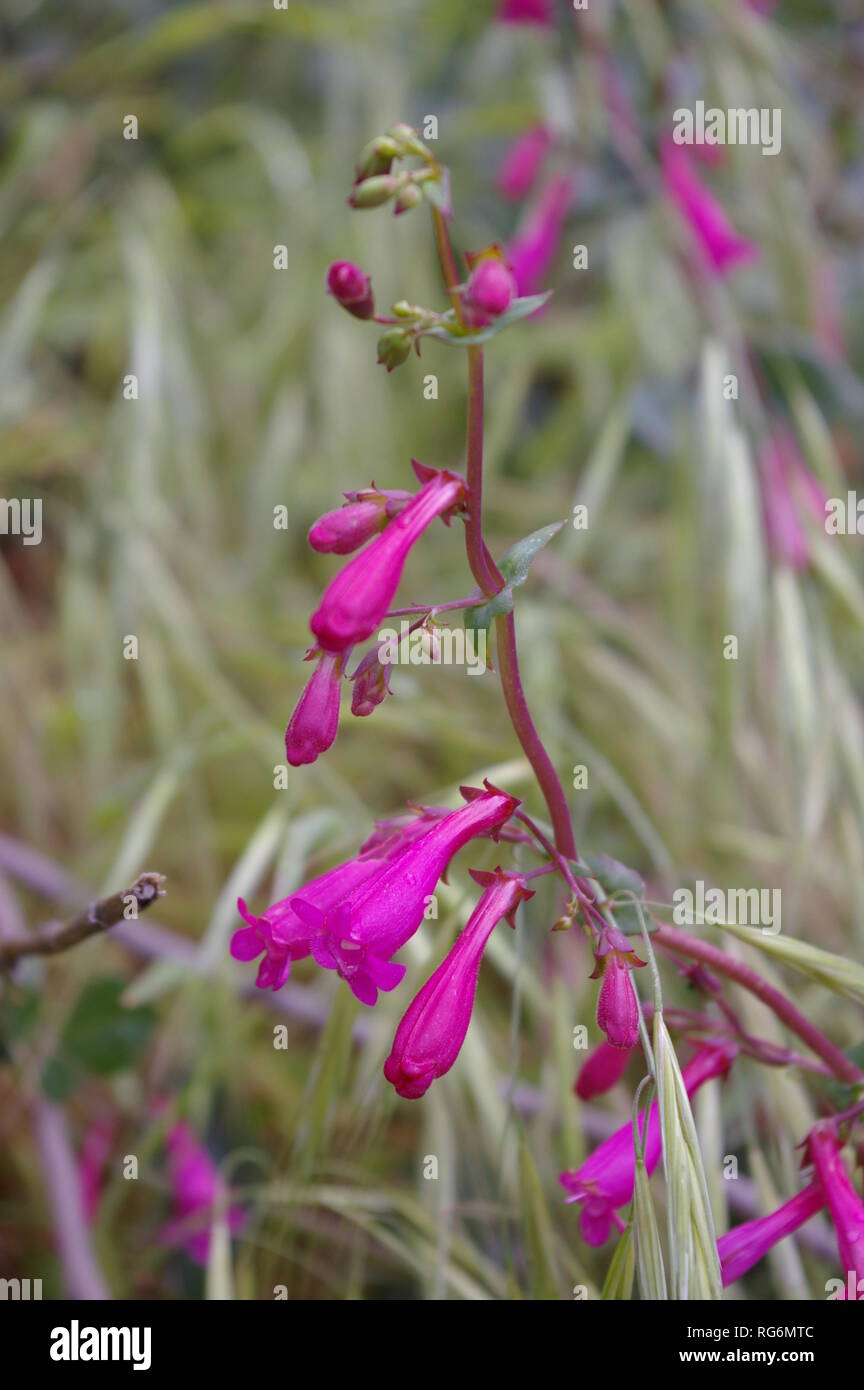 Rosy desert beardtongue hi-res stock photography and images - Alamy