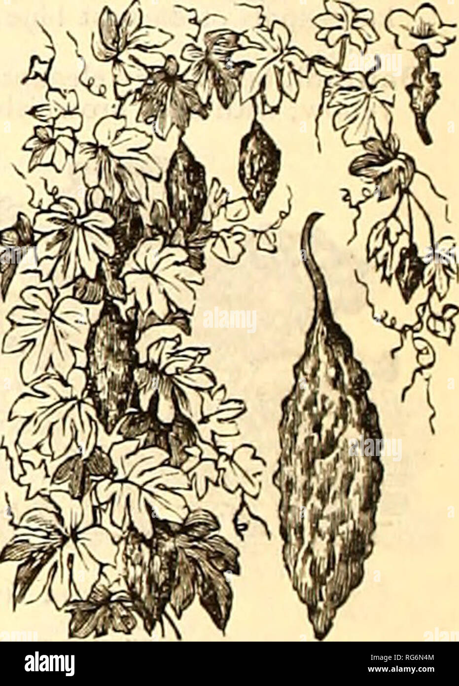 Lablab bean flower dolichos lablab hi-res stock photography and images ...