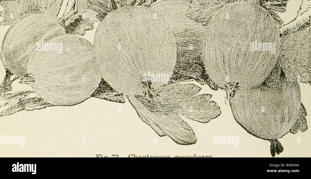 Mildewing hi-res stock photography and images - Alamy