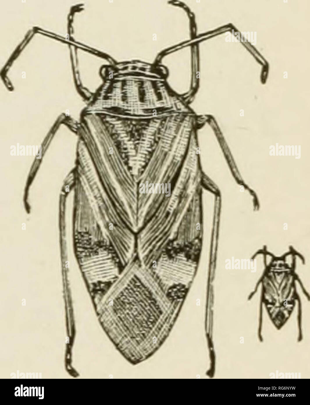 Tarnished plant bug lygus bug hi-res stock photography and images - Alamy