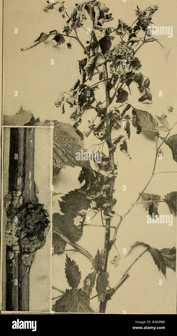 Raspberry cane blight hi-res stock photography and images - Alamy