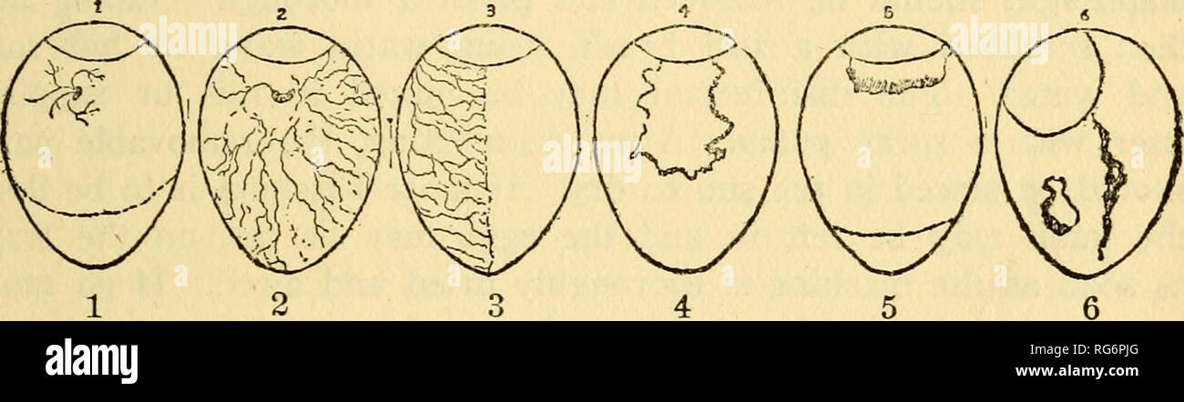 . The business hen (the latest hatch). Poultry. HATCHING THE EGG. 37 ...