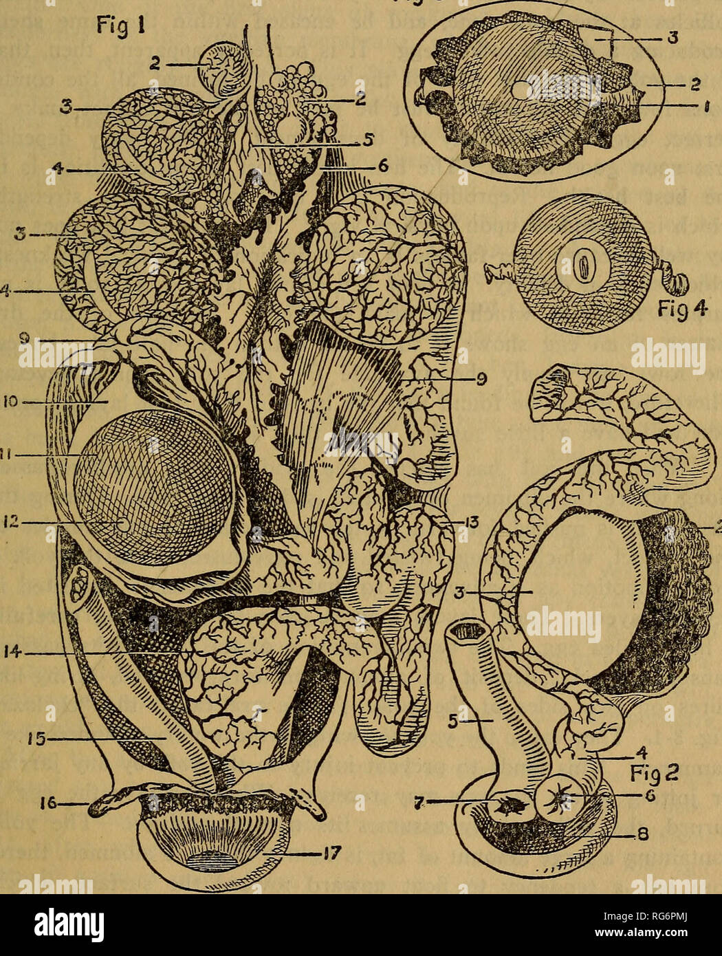 . The business hen (the latest hatch). Poultry. WHAT IS AN BGG? 15 The ...