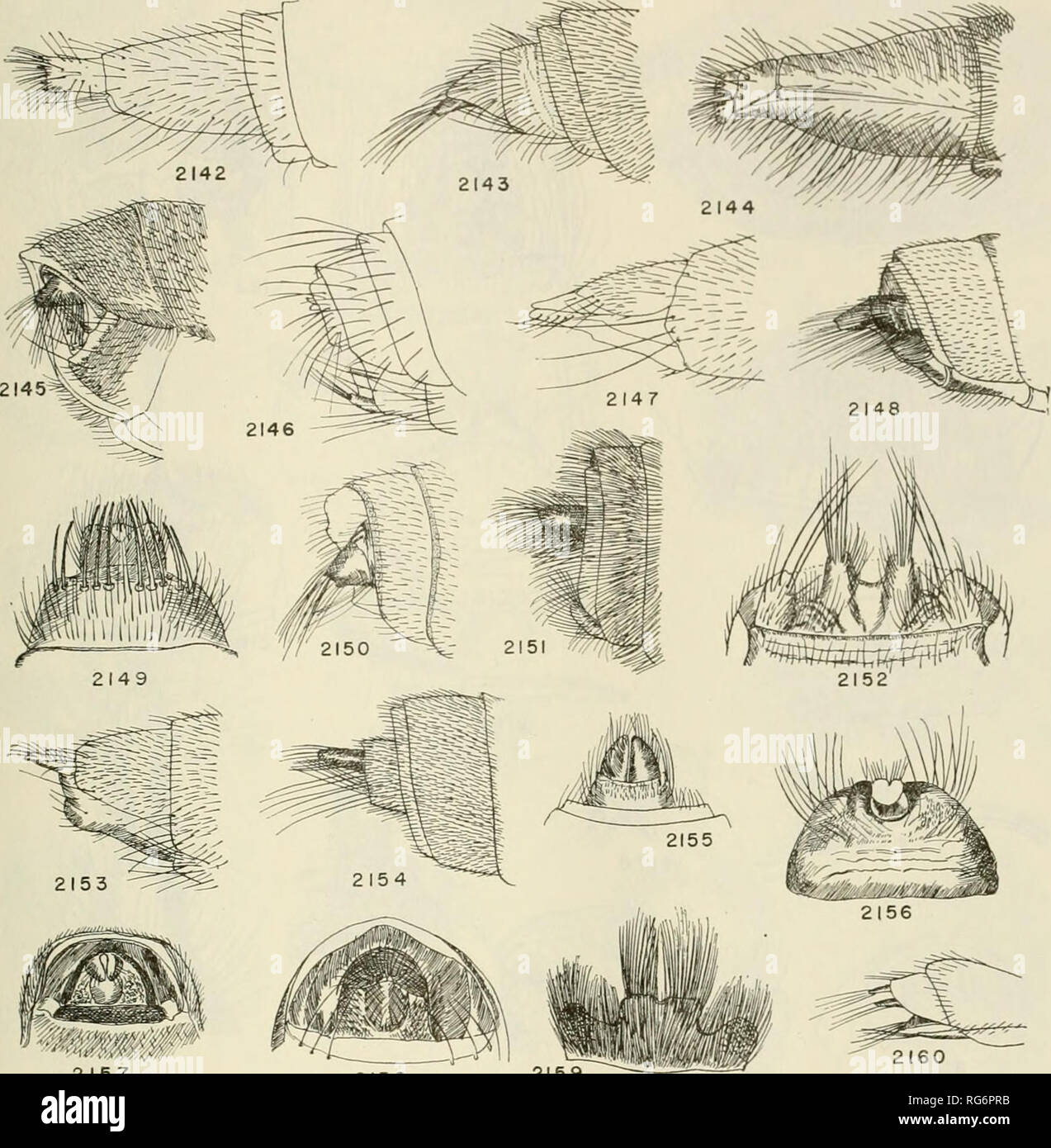 Epaphroditus hi-res stock photography and images - Alamy