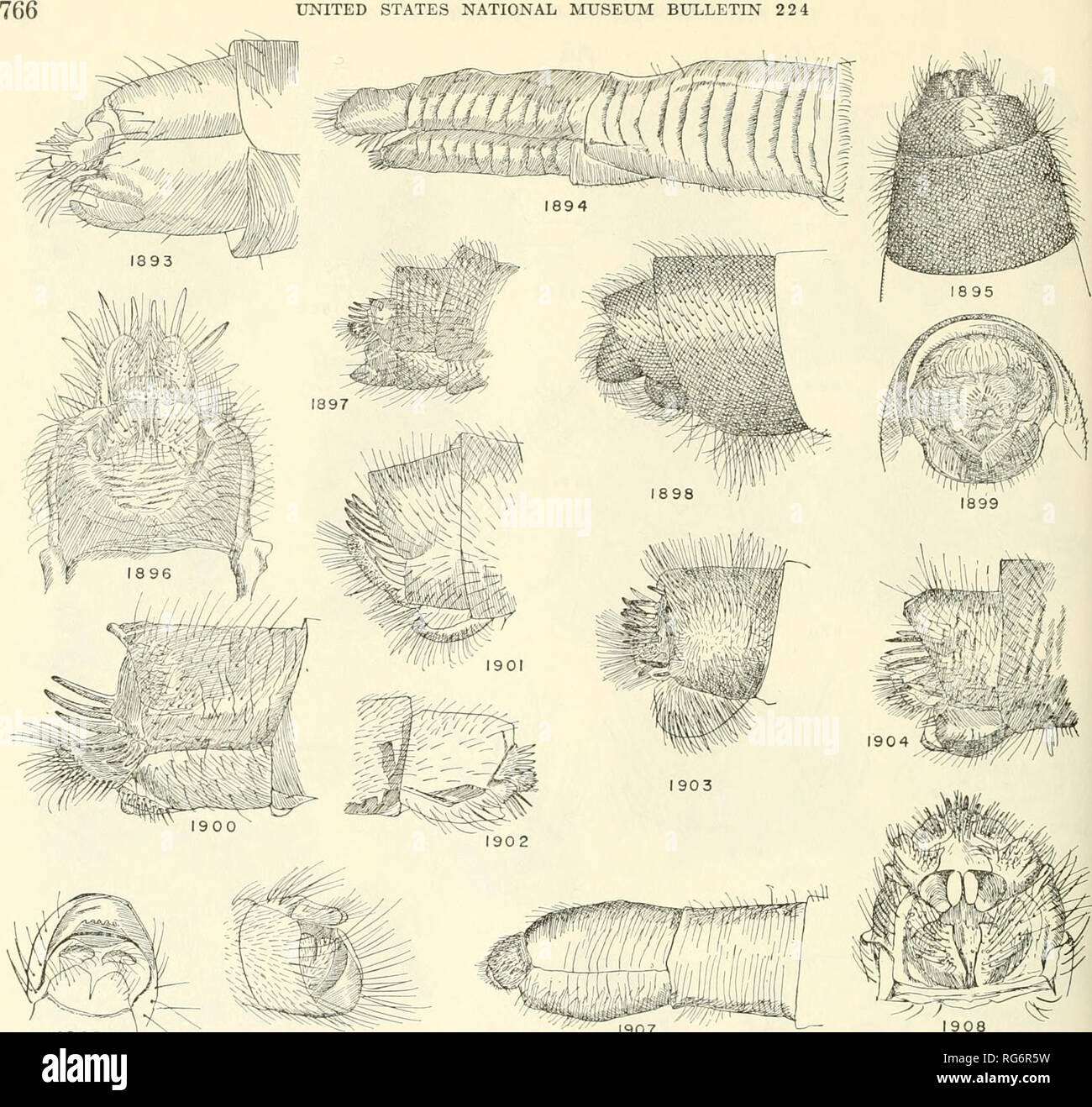 Phellus hi-res stock photography and images - Alamy