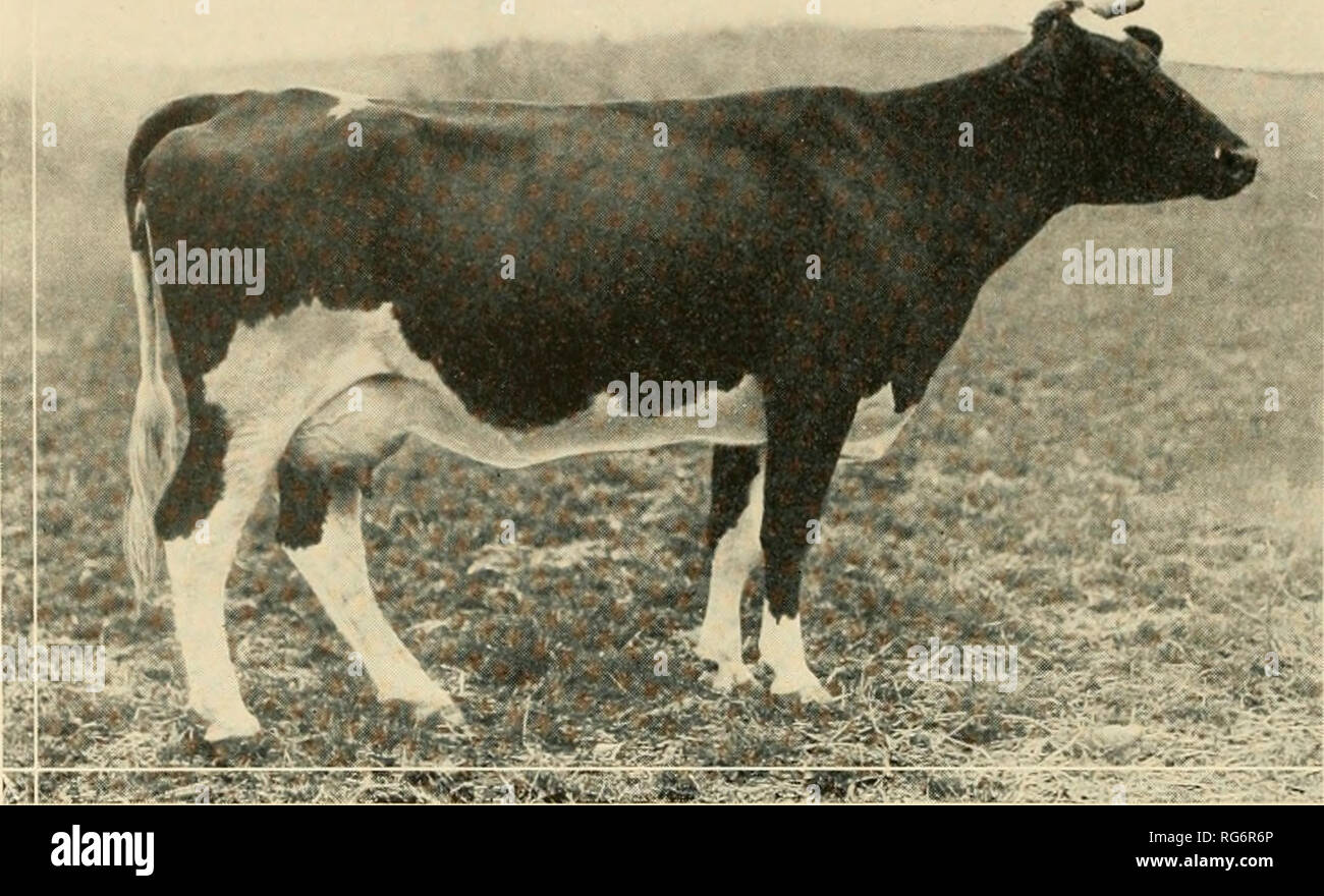 Holstein Friesian History