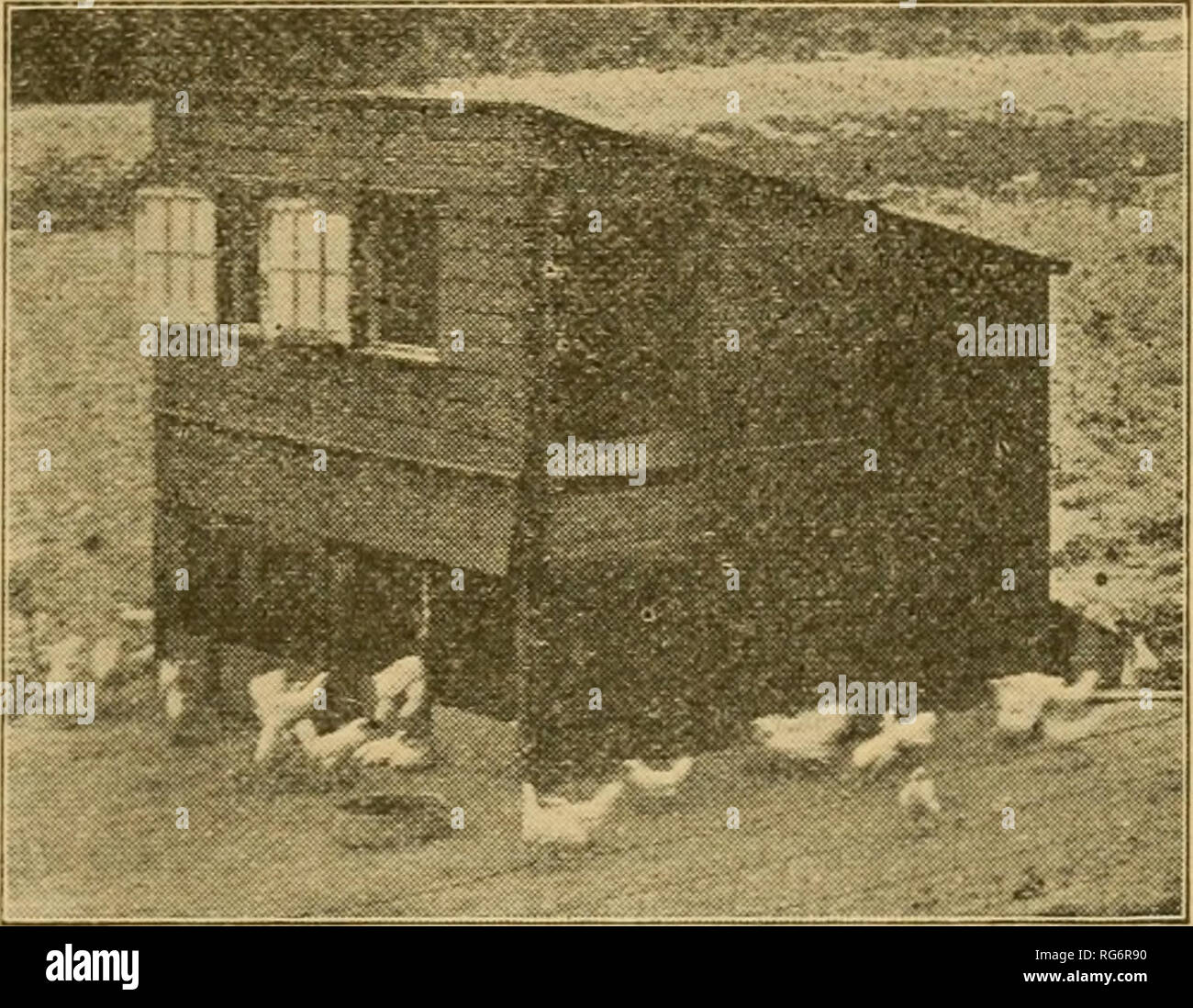 . The business hen (a new brood). Poultry. The Chicken's Nurse ...
