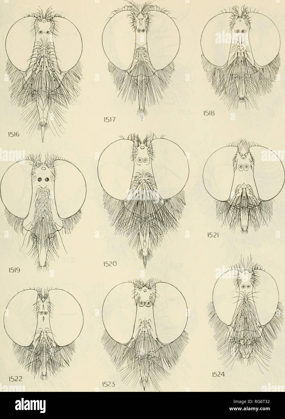 . Bulletin - United States National Museum. Science. ROBBER FLIES OF ...
