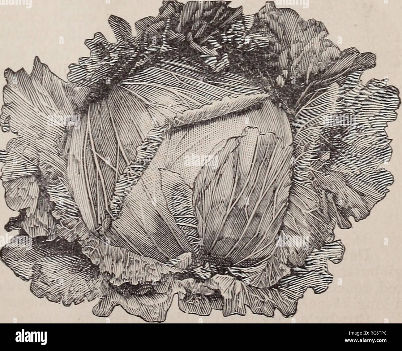 Mangle with flowers hi-res stock photography and images - Alamy