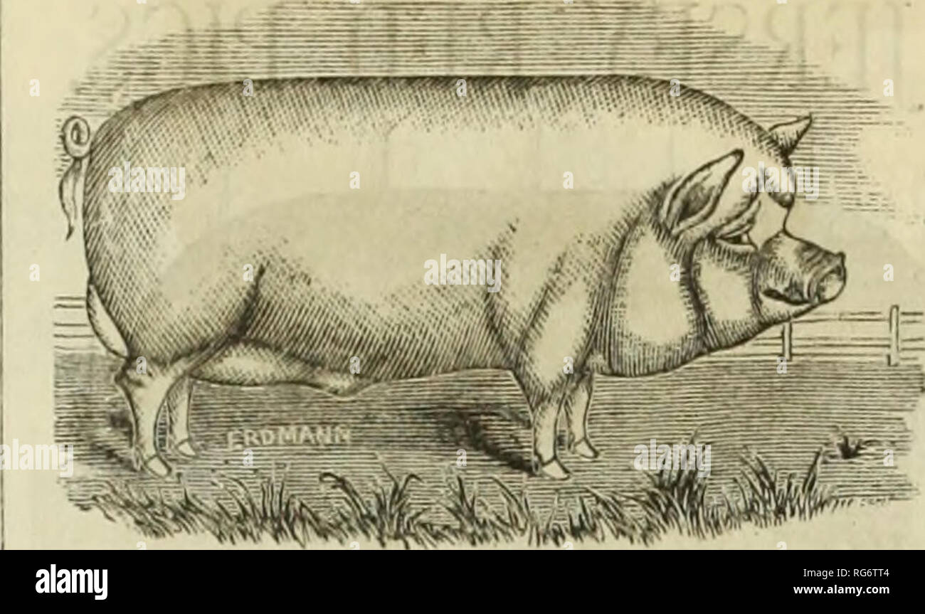 Chester white hog hi-res stock photography and images - Alamy