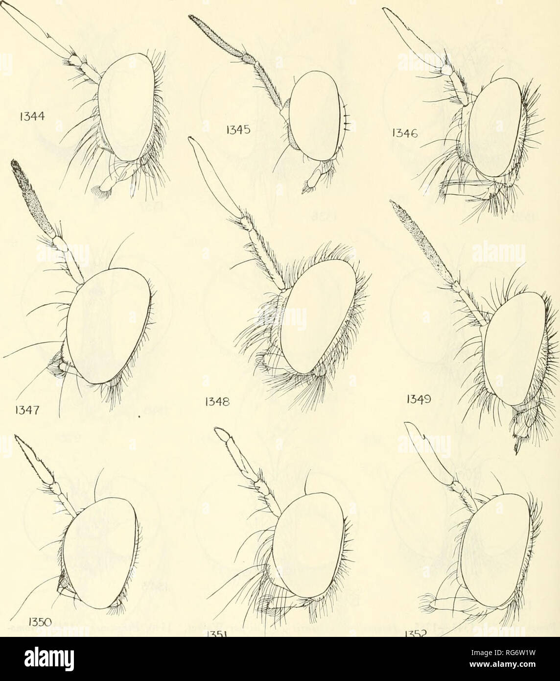 Epaphroditus hi-res stock photography and images - Alamy
