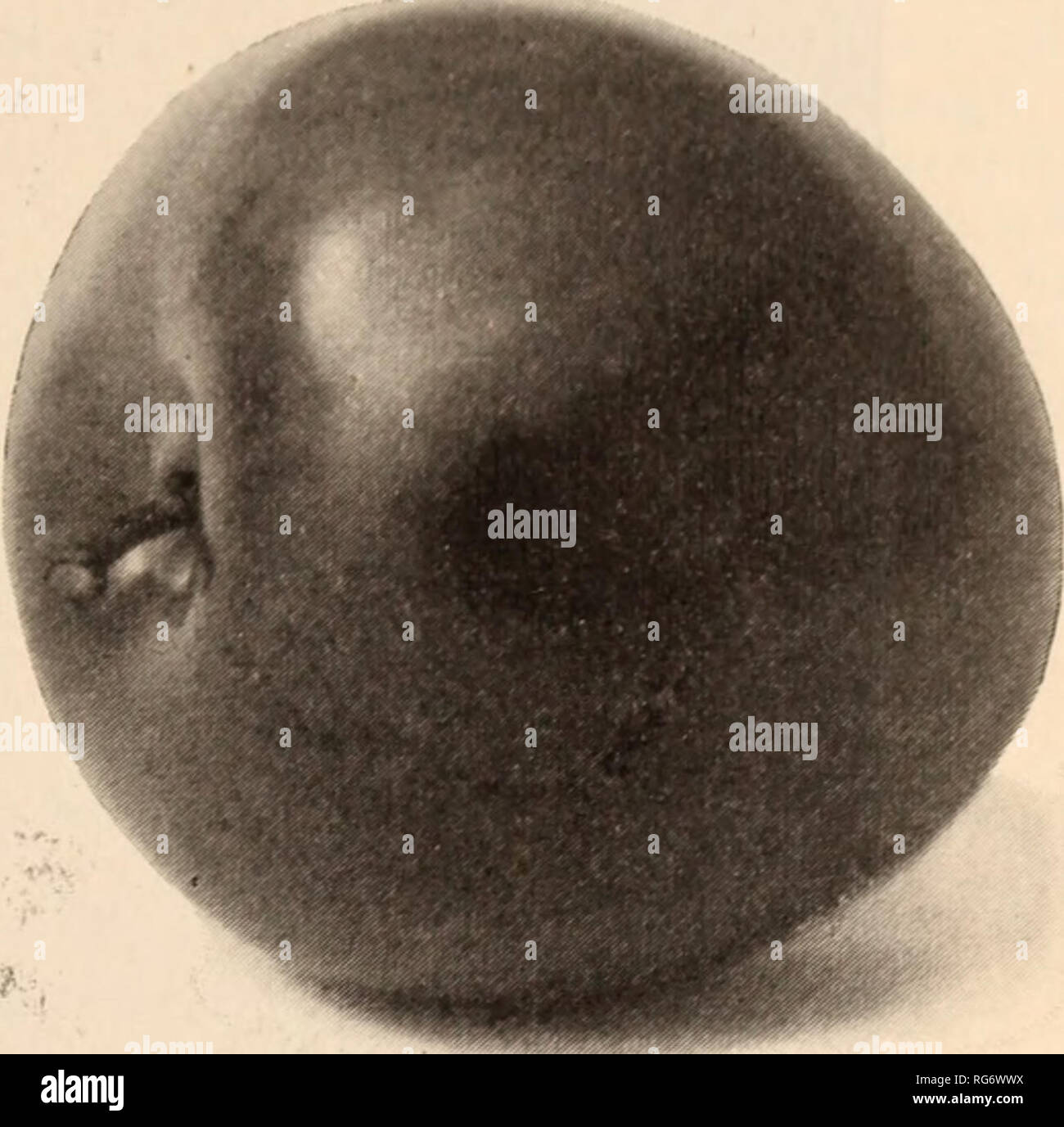 . The Burbank seed book / Luther Burbank Company.. Nursery Catalogue. A ...