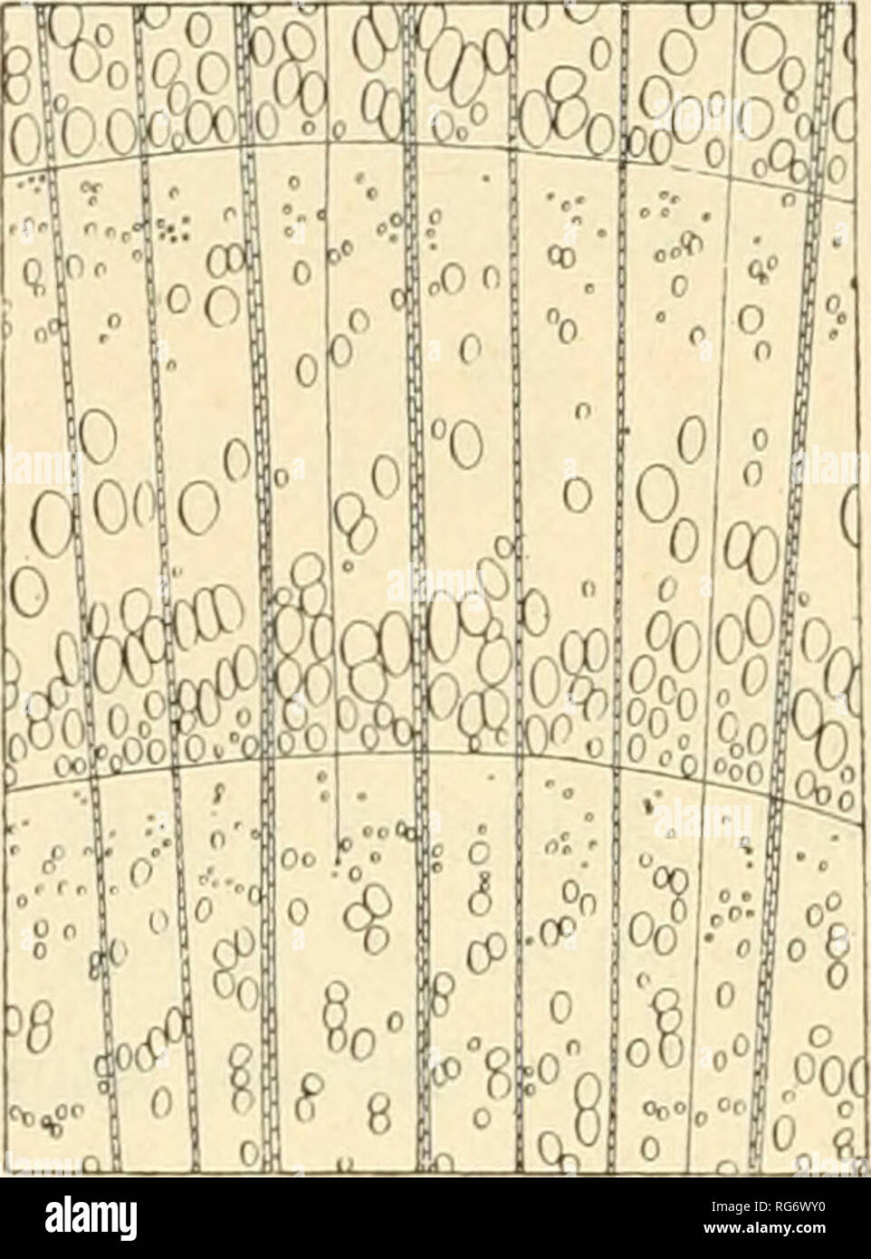 Anelli in legno hi-res stock photography and images - Alamy