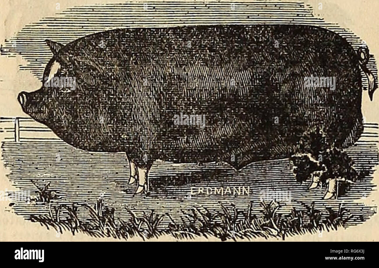 Oldest of pig breeds hi-res stock photography and images - Alamy