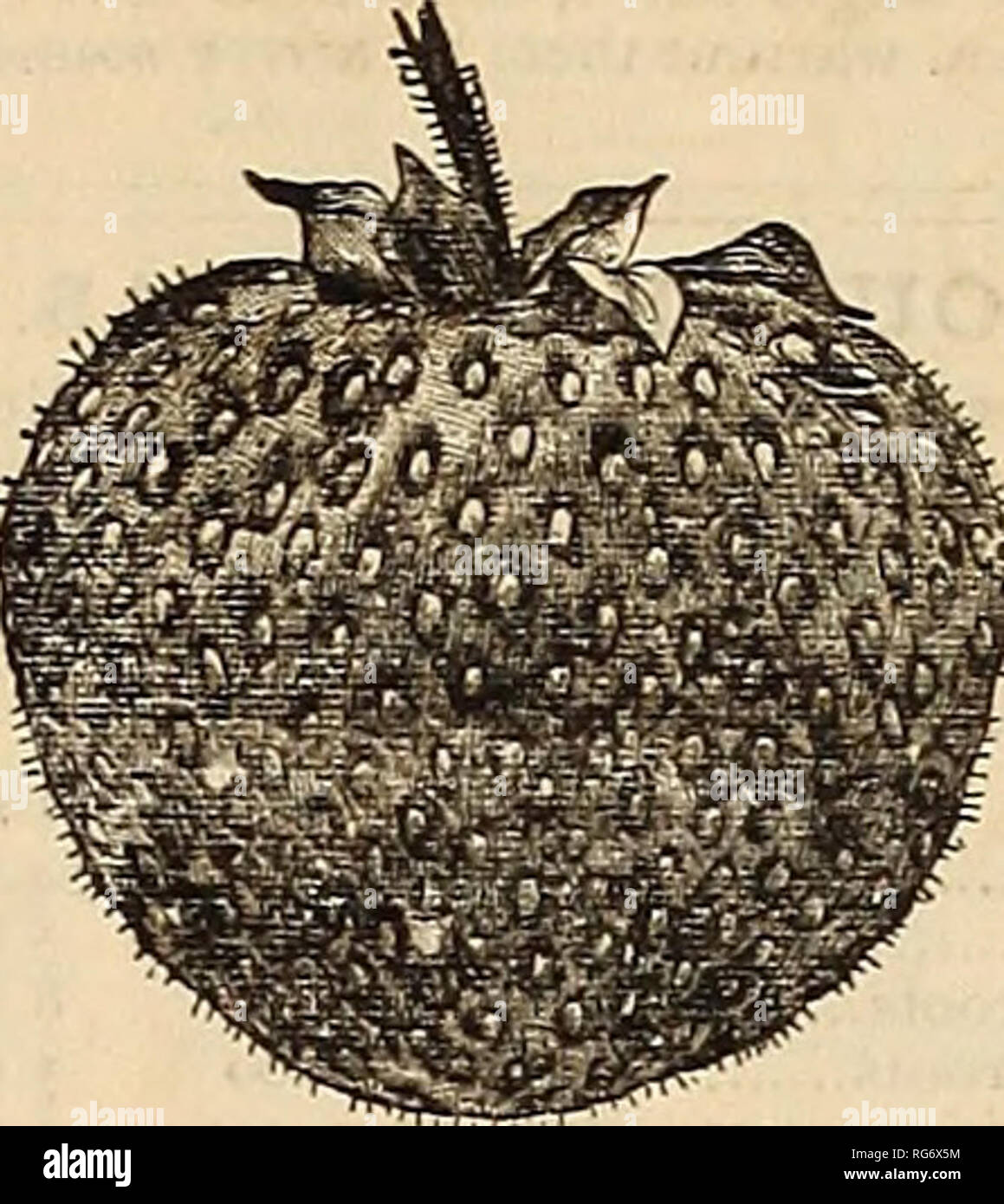 . [Burpee's farm annual]. Nursery stock Pennsylvania Philadelphia ...