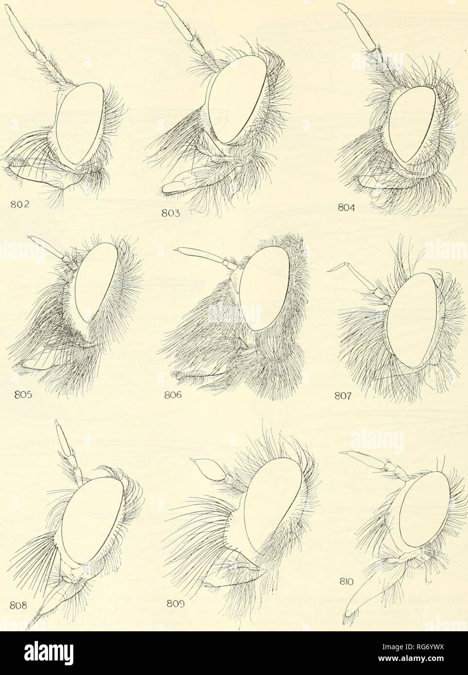 Phellus hi-res stock photography and images - Alamy