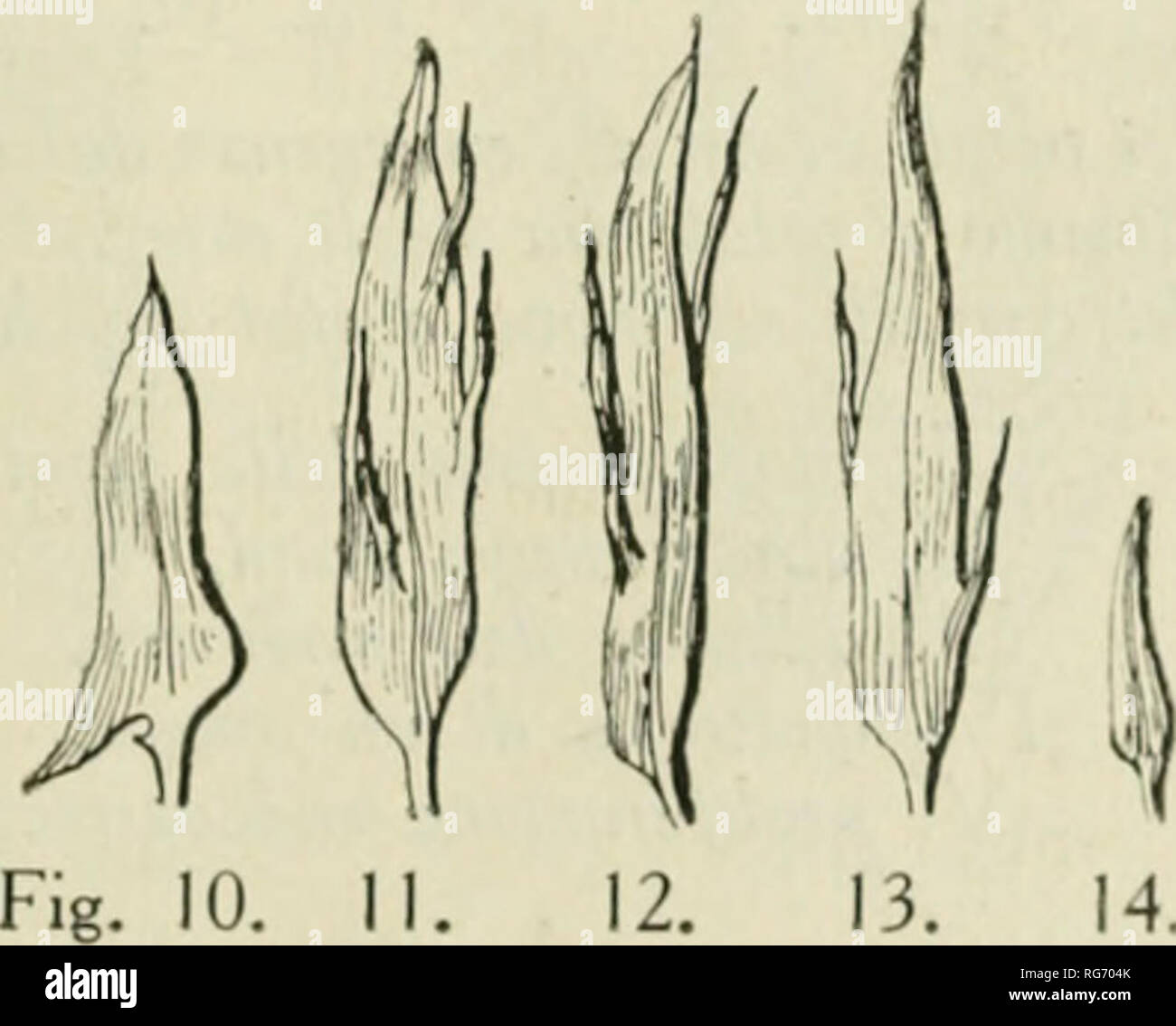 Proliferazione hi-res stock photography and images - Alamy