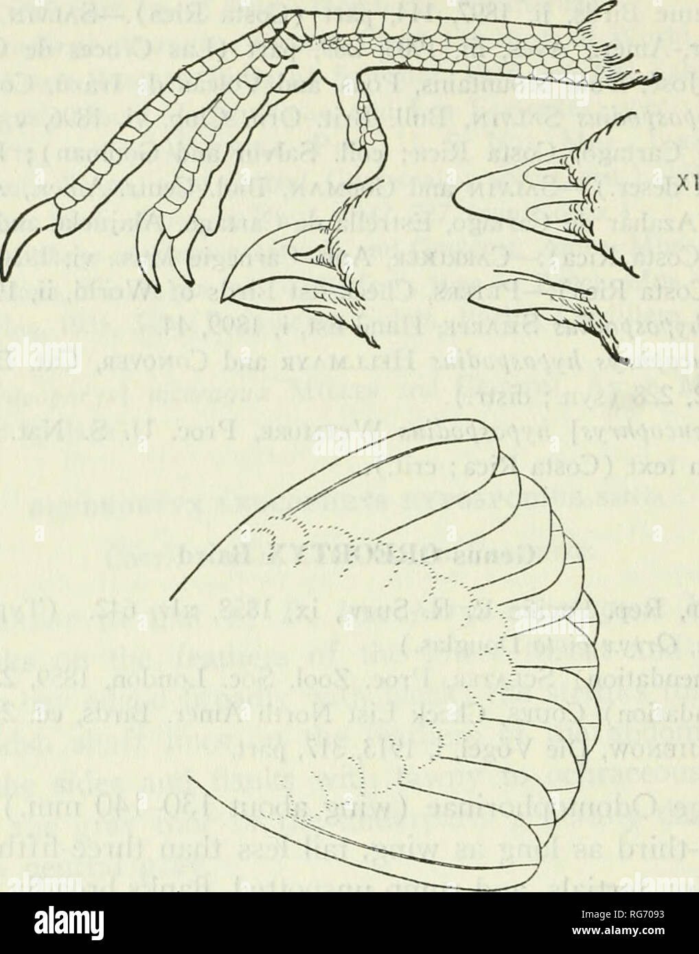 Chestnut foreneck hi-res stock photography and images - Alamy