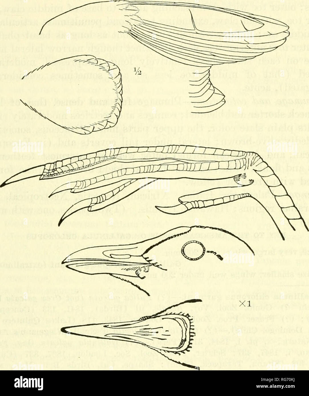 . Bulletin - United States National Museum. Science. BIRDS OF NORTH AND ...