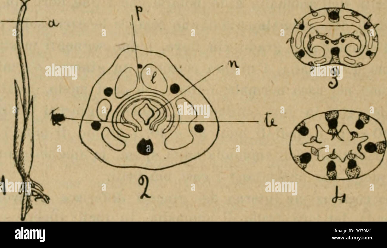 Cariosside hi-res stock photography and images - Alamy