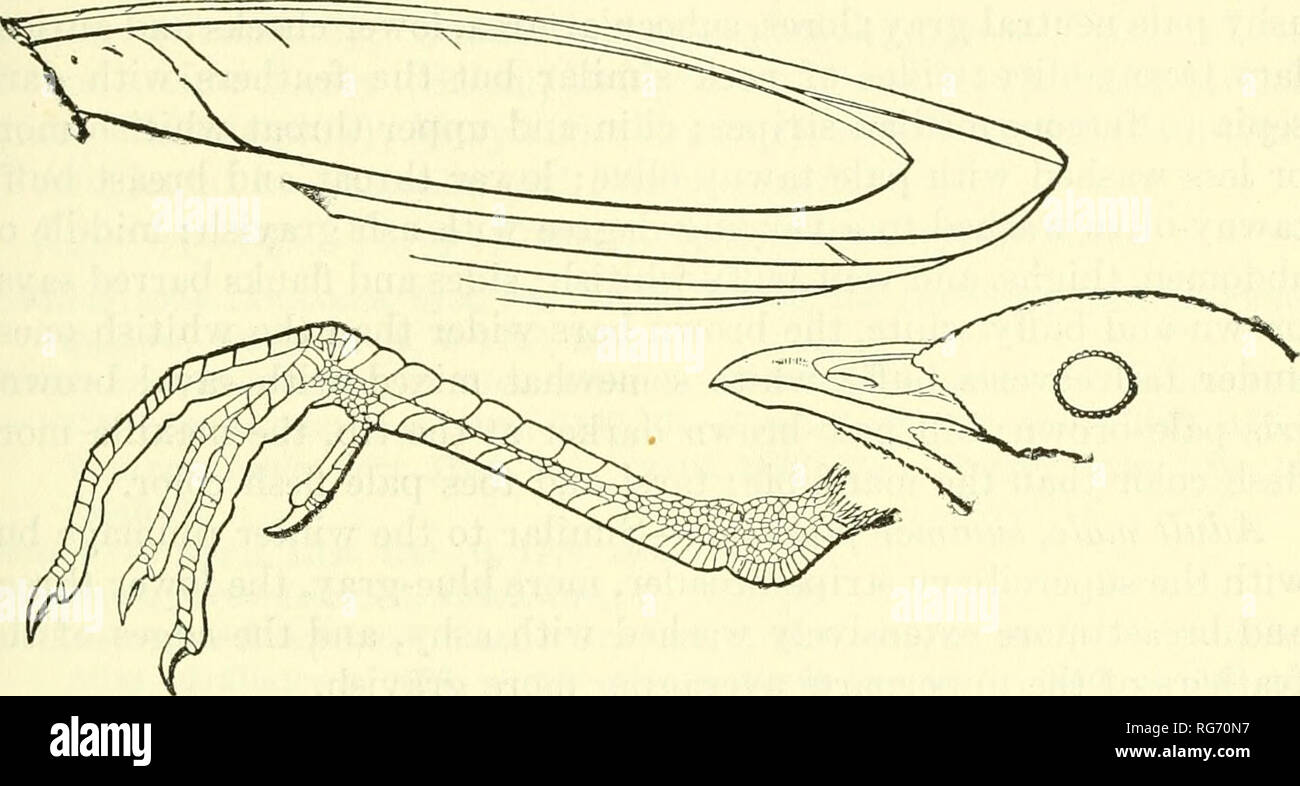 . Bulletin - United States National Museum. Science. BIRDS OF NORTH AND ...