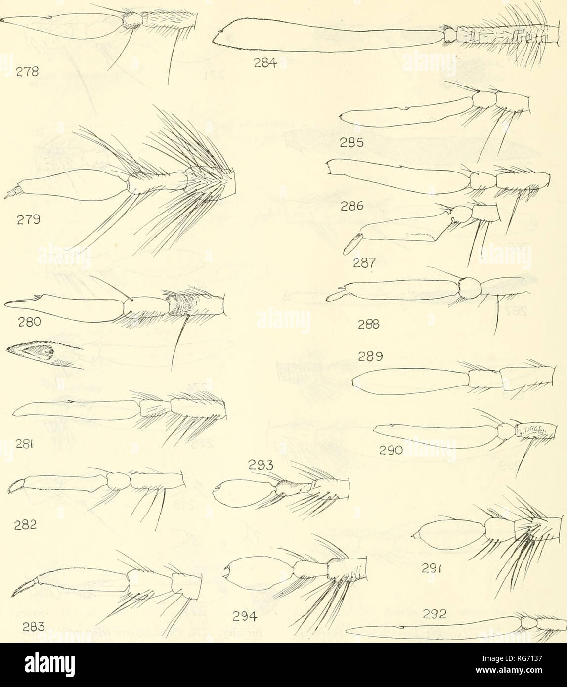 . Bulletin - United States National Museum. Science. 618 UNITED STATES ...