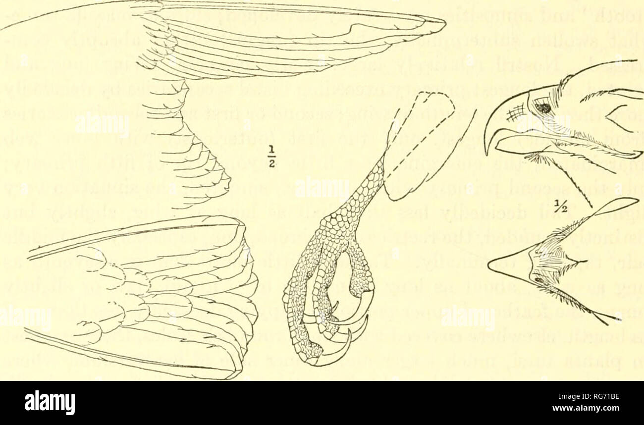 Back of hawk visible hi-res stock photography and images - Alamy