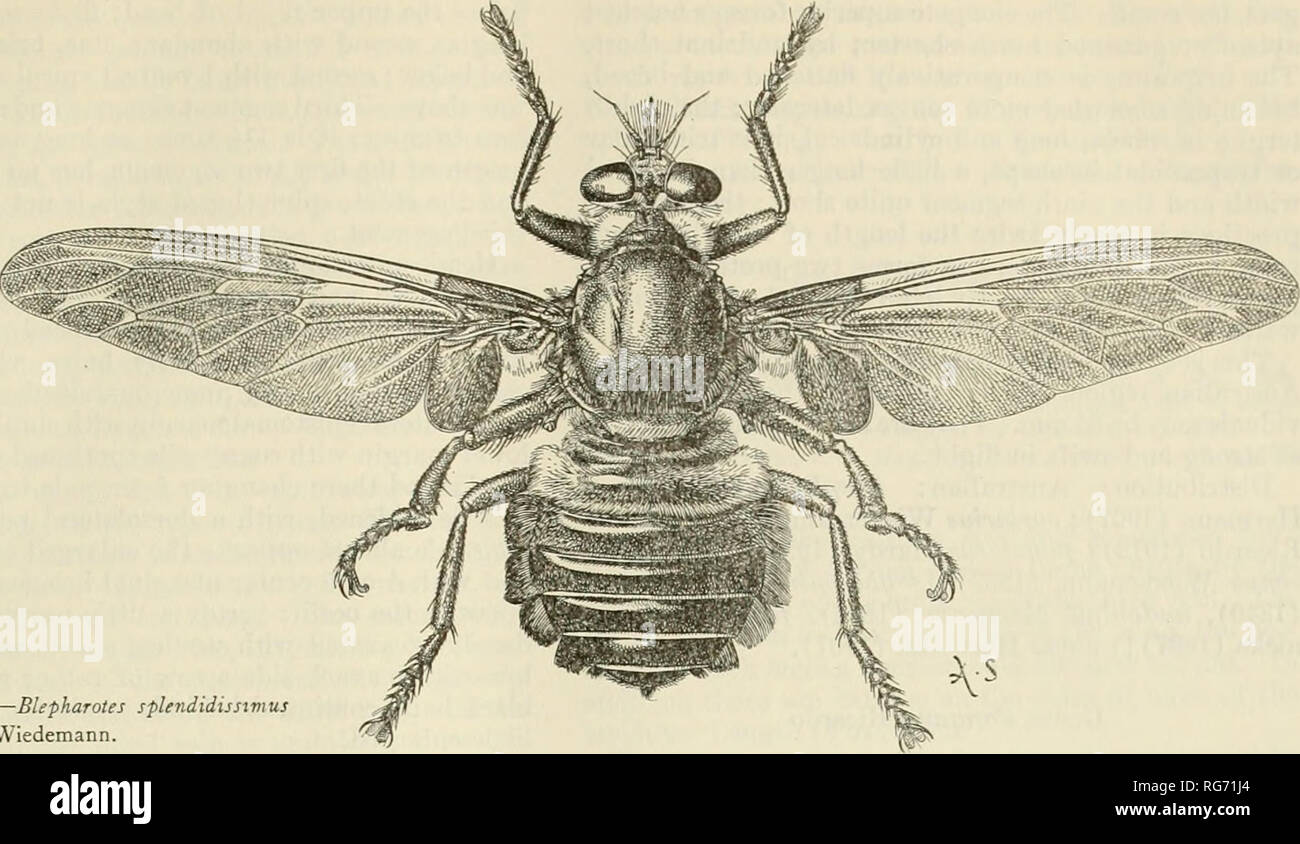 Metasternum High Resolution Stock Photography and Images - Alamy