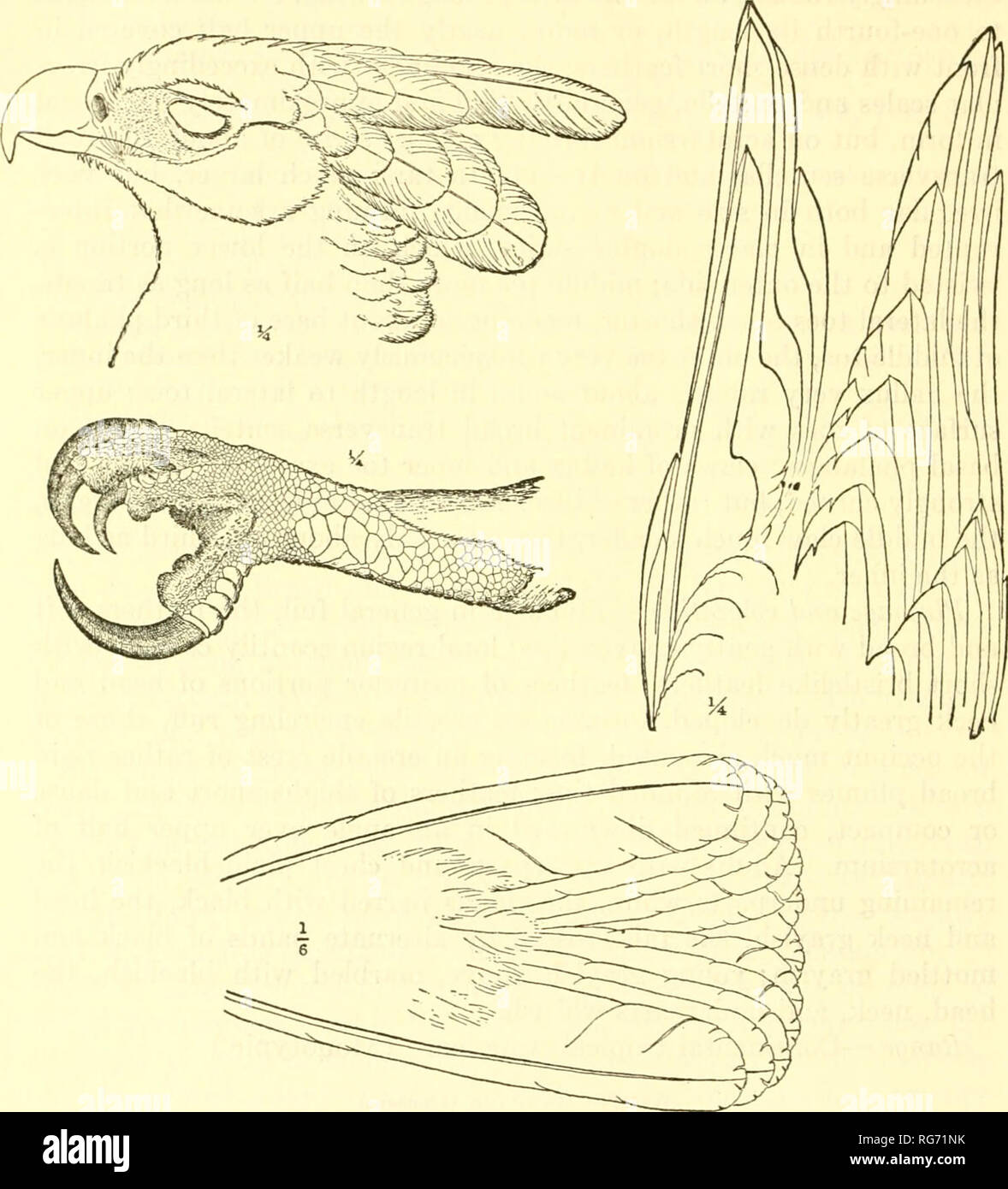 Median wing coverts hi-res stock photography and images - Alamy