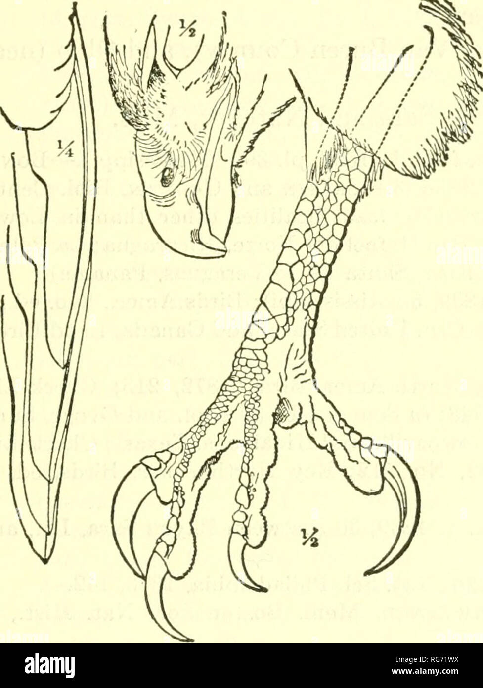 . Bulletin - United States National Museum. Science. BIRDS OF NORTH AND ...