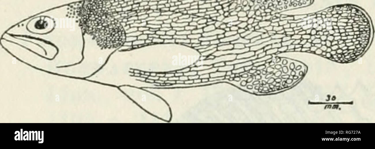 . Bulletin - United States National Museum. Science. 282 BULLETIN 10 0 ...