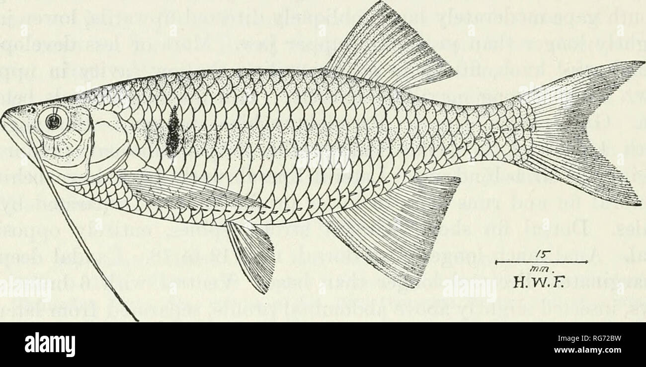 . Bulletin - United States National Museum. Science. 818 BULLETIN 10 0 ...