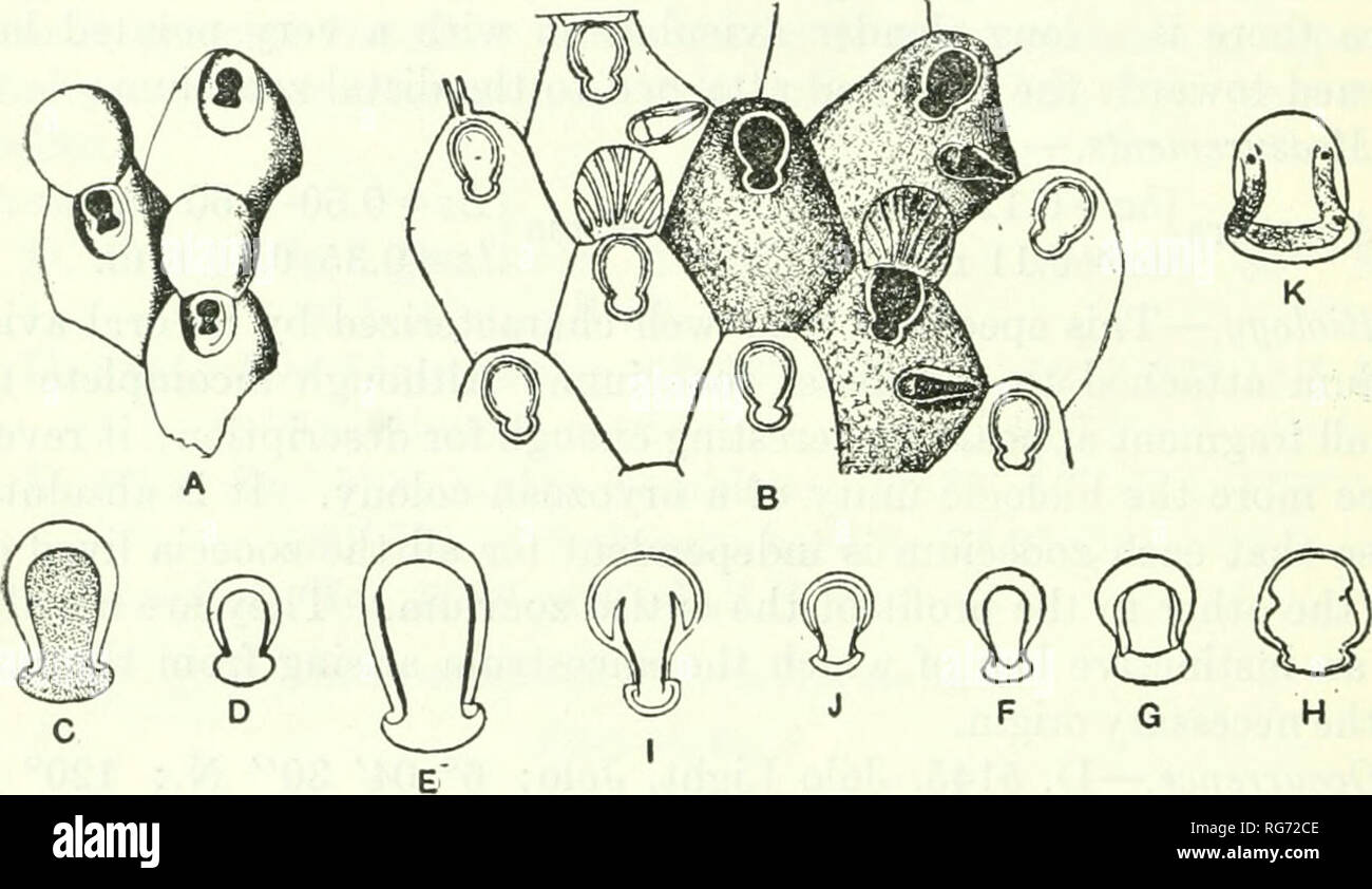Multilamellar hi-res stock photography and images - Alamy