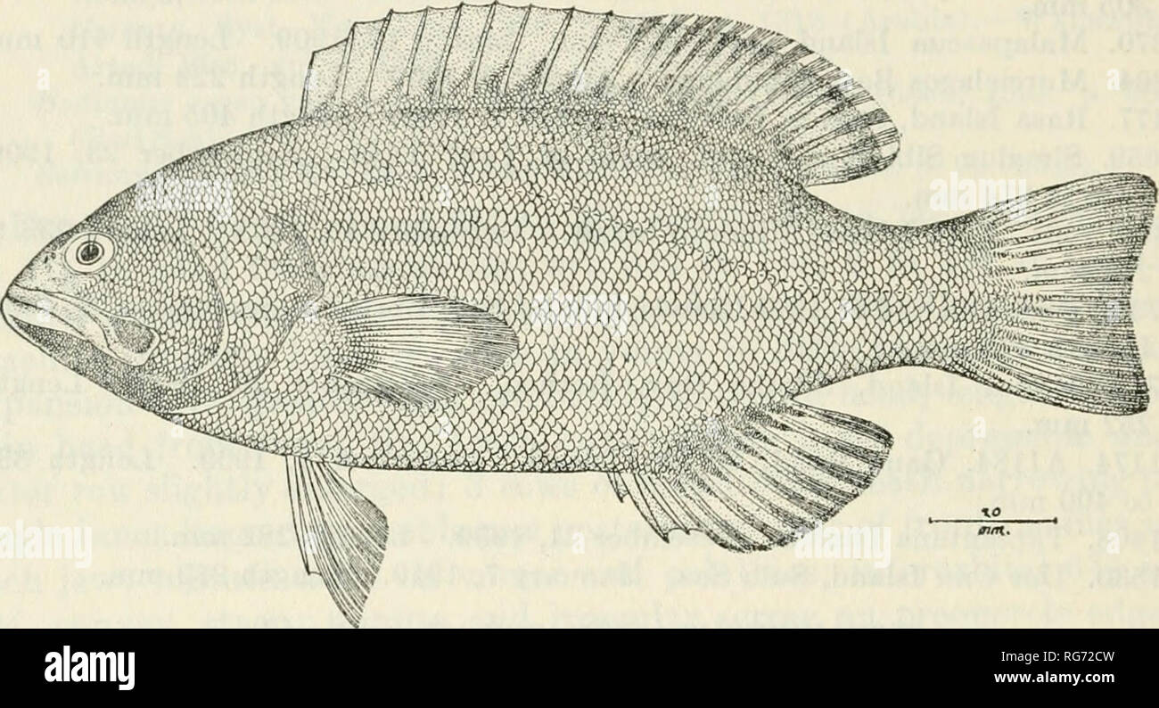 . Bulletin - United States National Museum. Science. 236 BULLETIN 10 0 ...