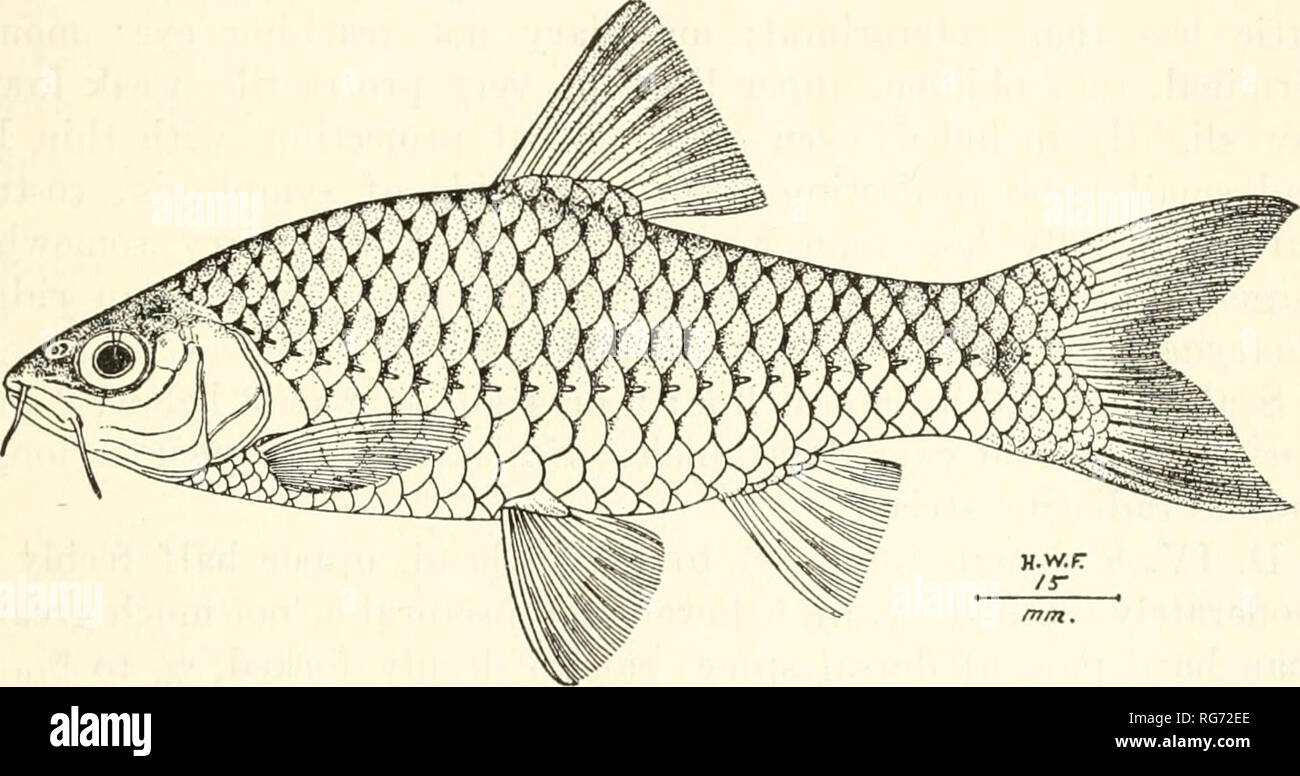 5 barbels hi-res stock photography and images - Alamy