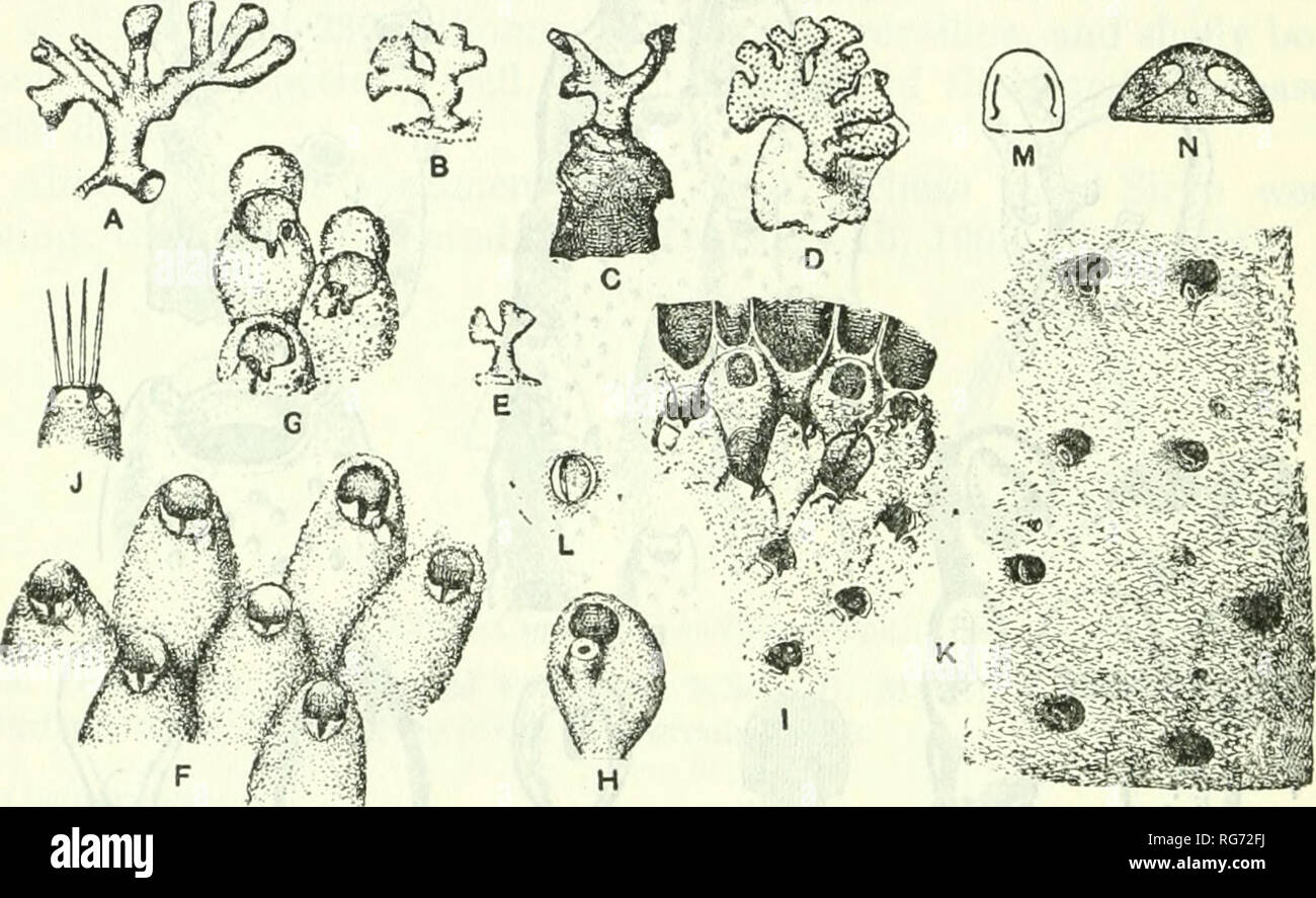 Genus eschara hi-res stock photography and images - Alamy