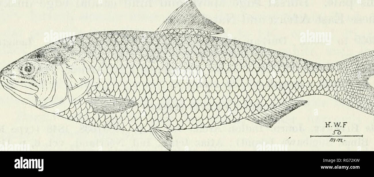 Tenualosa reevesii hi-res stock photography and images - Alamy