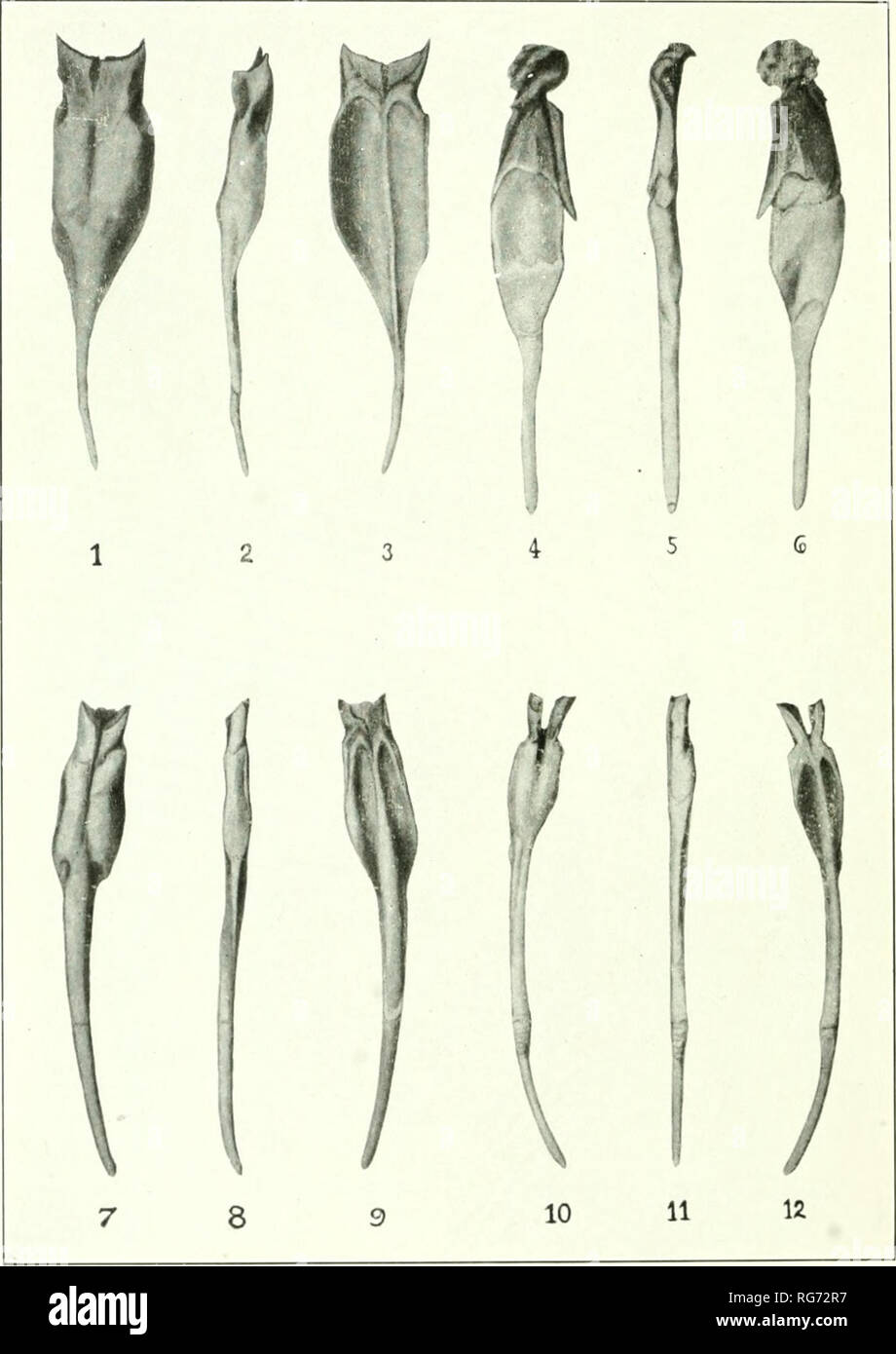 Shipworms hi-res stock photography and images - Alamy