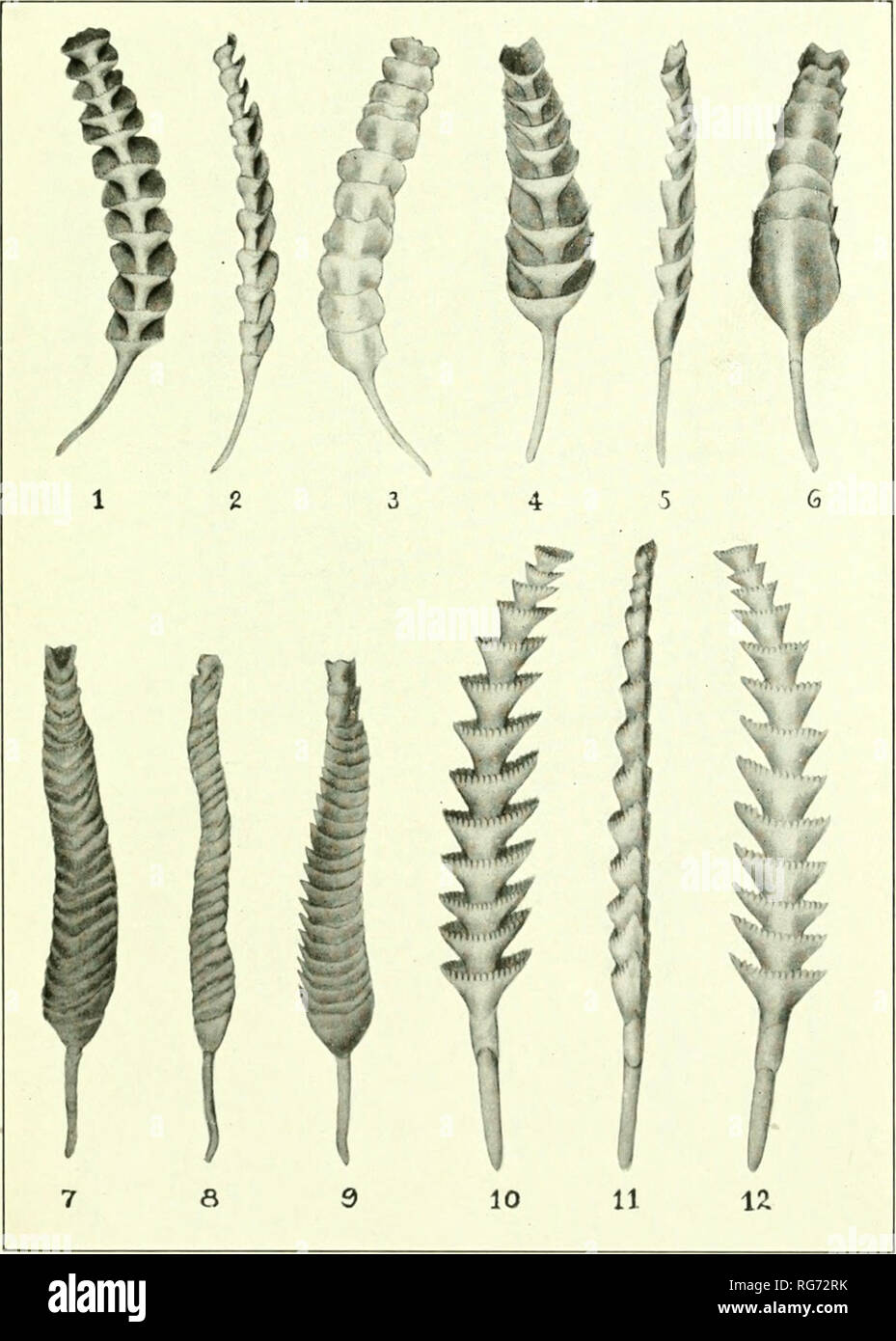 Shipworms hi-res stock photography and images - Alamy