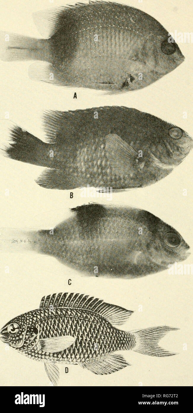 Rongelap atoll hi-res stock photography and images - Alamy