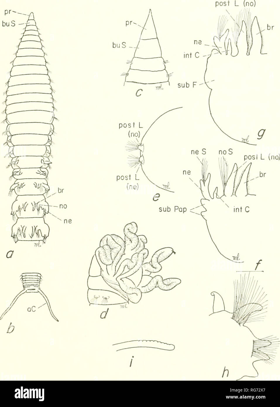 Burrowing worms in sand hi-res stock photography and images - Alamy