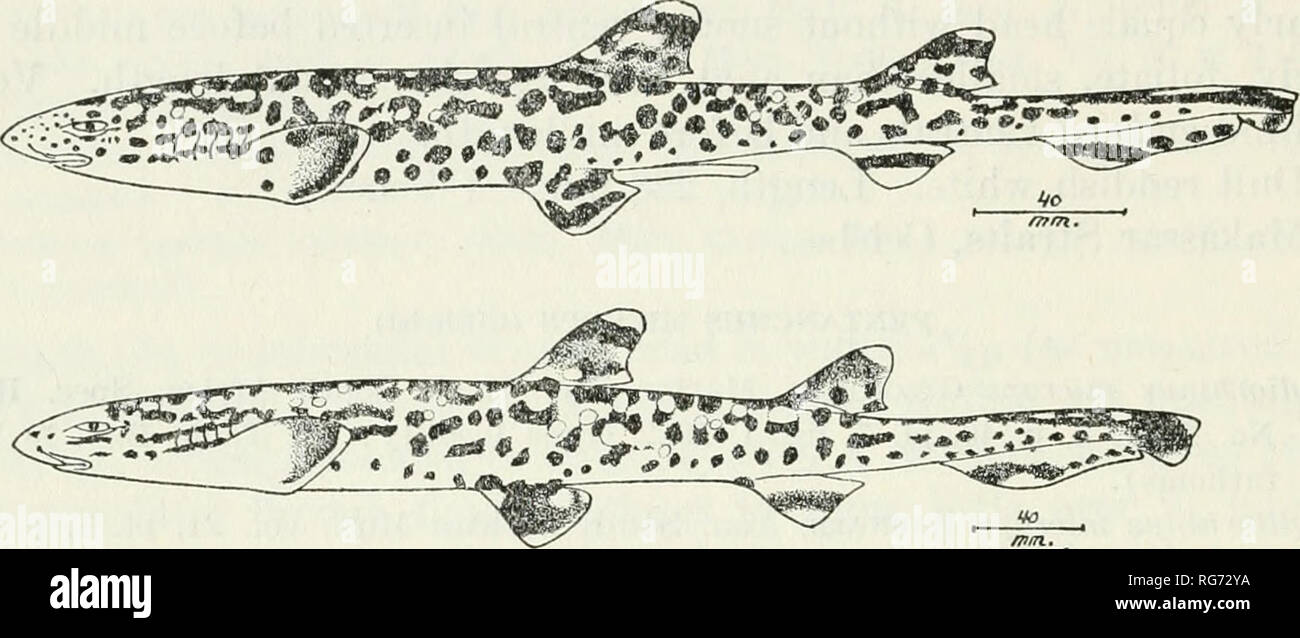 Labial angles hi-res stock photography and images - Alamy