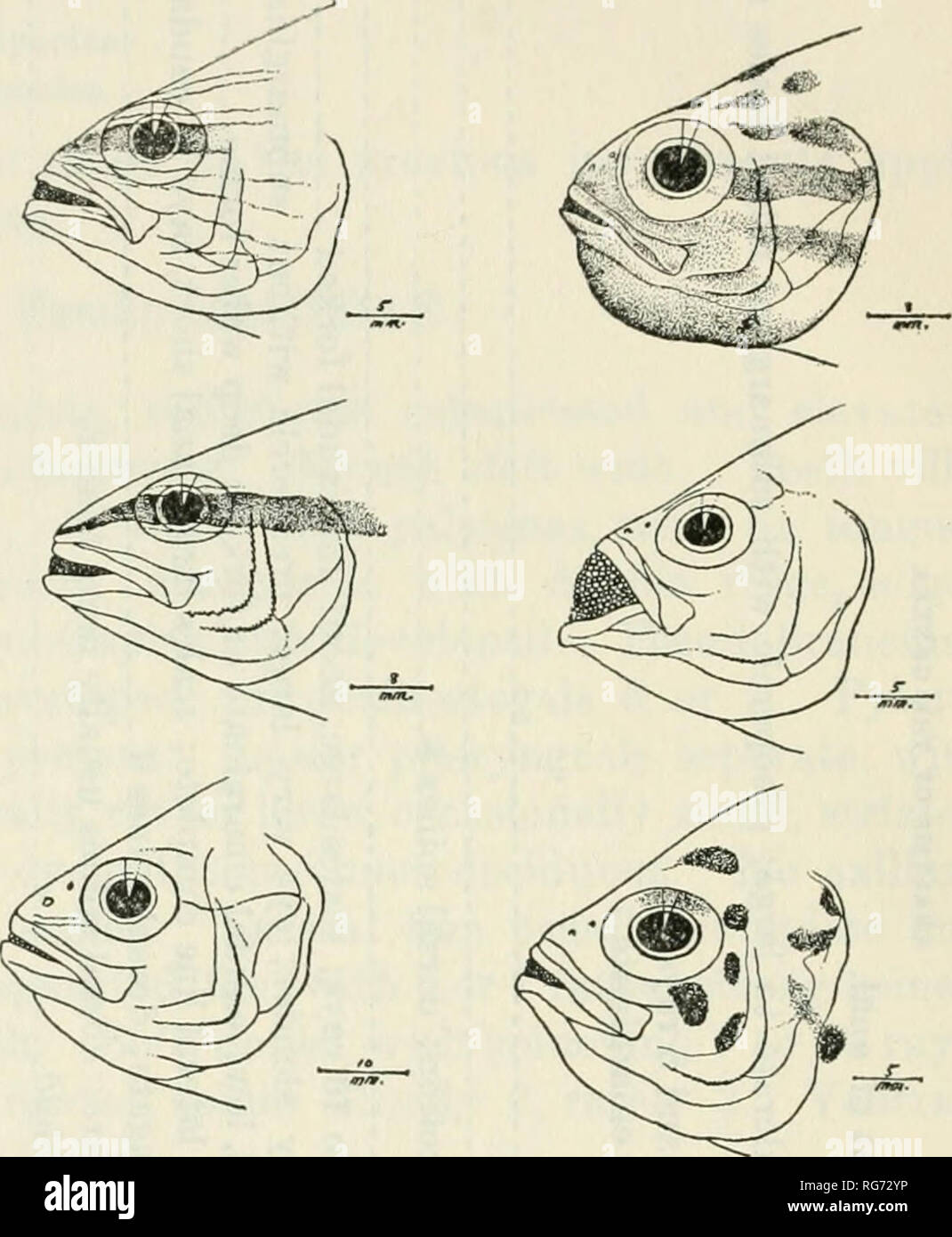 Buccal incubation hi-res stock photography and images - Alamy